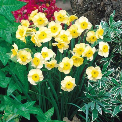 Dwarf Daffodil Sun Disc Spring Bulb - Budget Seeds