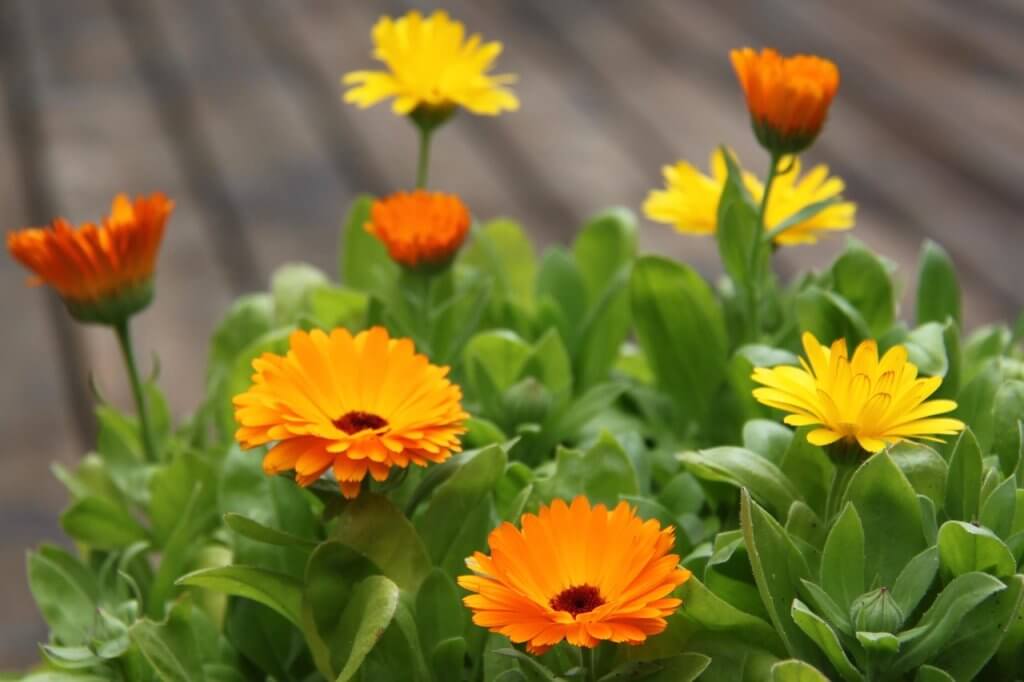 Pot Marigold Seeds - Budget Seeds