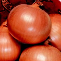 Turbo Onion Sets - Budget Seeds